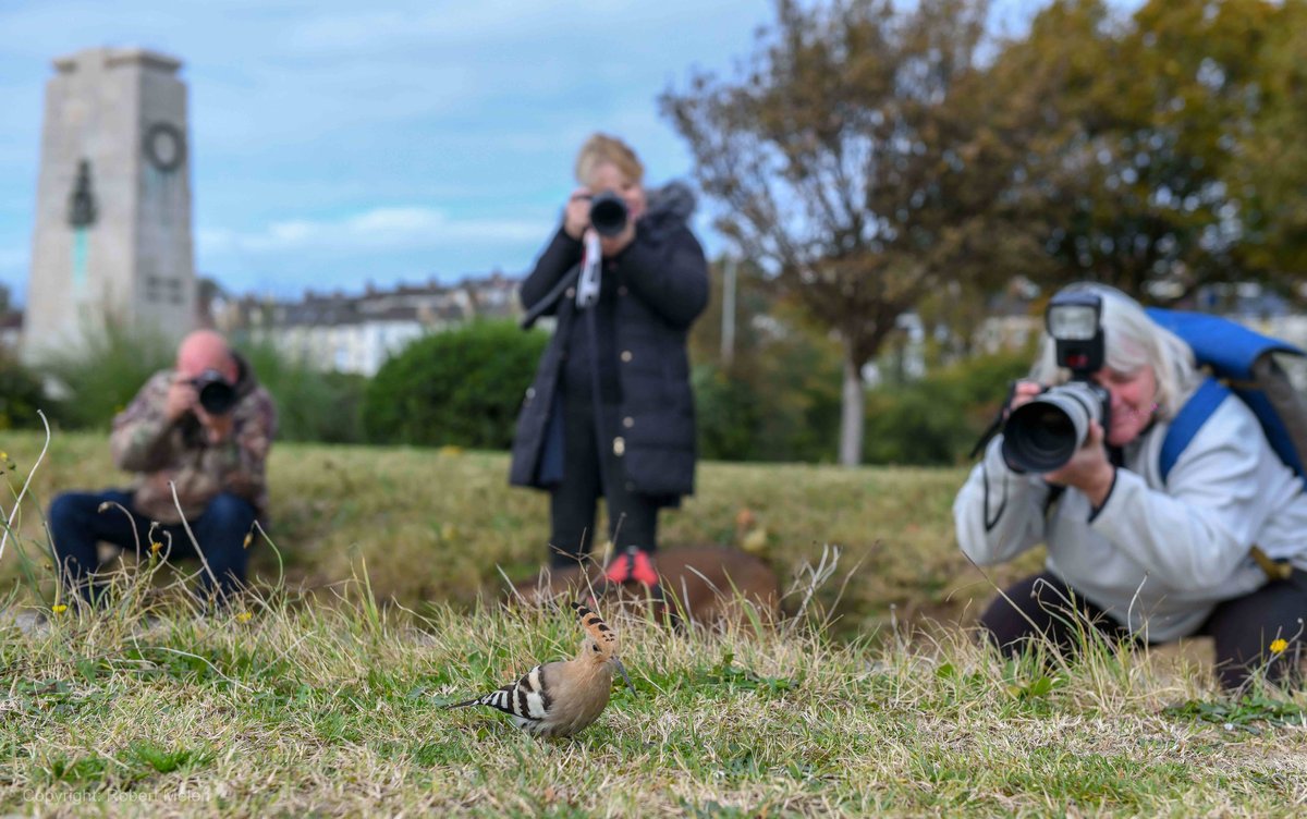 Rare bird, the Hoopoe appears in Swansea Bay and attracts birdwatchers ...