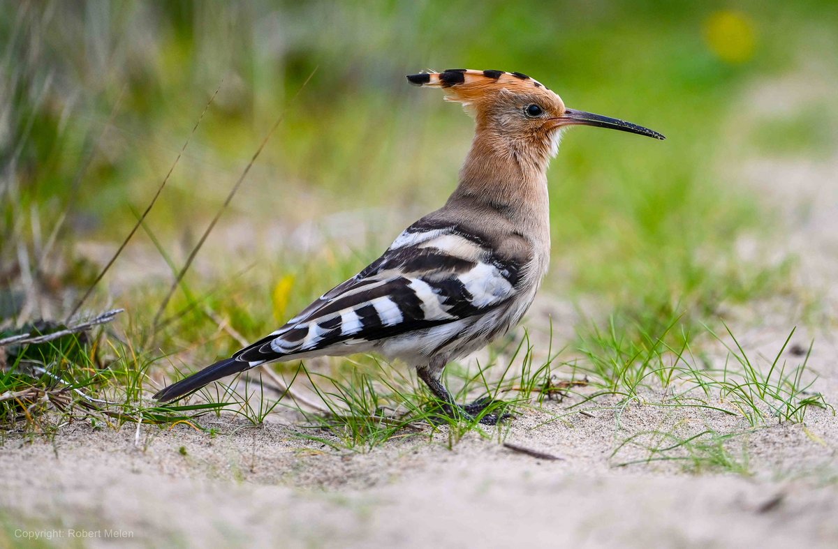 Rare bird, the Hoopoe appears in Swansea Bay and attracts birdwatchers ...