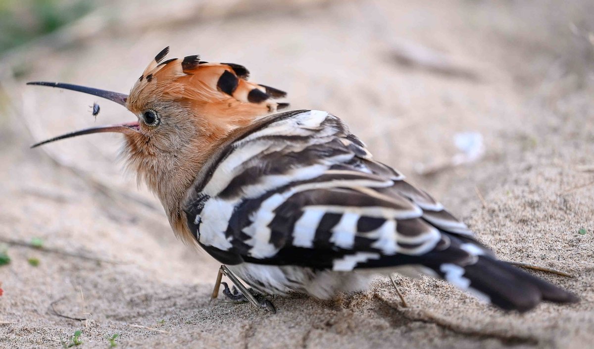 Rare bird, the Hoopoe appears in Swansea Bay and attracts birdwatchers ...